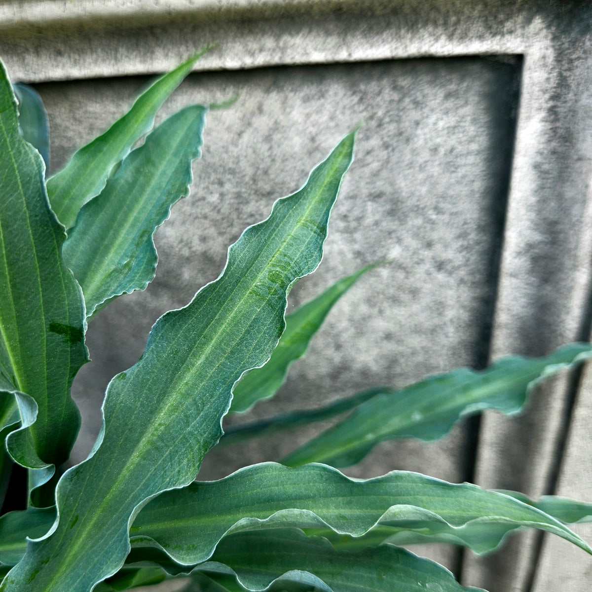 Hosta 'Silly String' - Silly String Hosta – Brock Road Nursery Garden Centre & Gift Shoppe