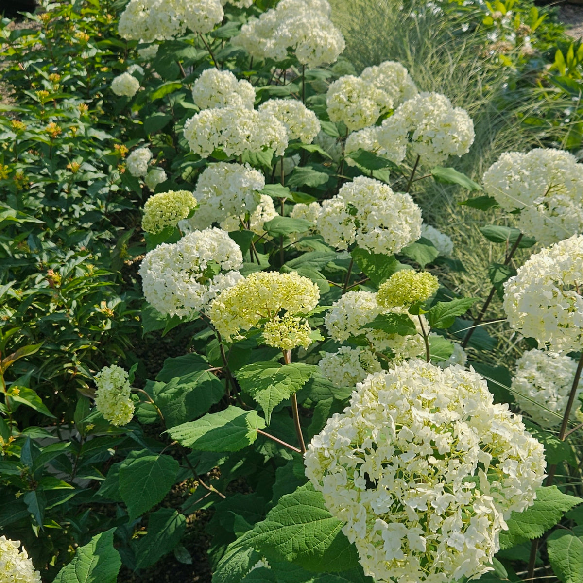 Hydrangea arborescens - Flowerfull® Smooth Hydrangea – Brock Road ...