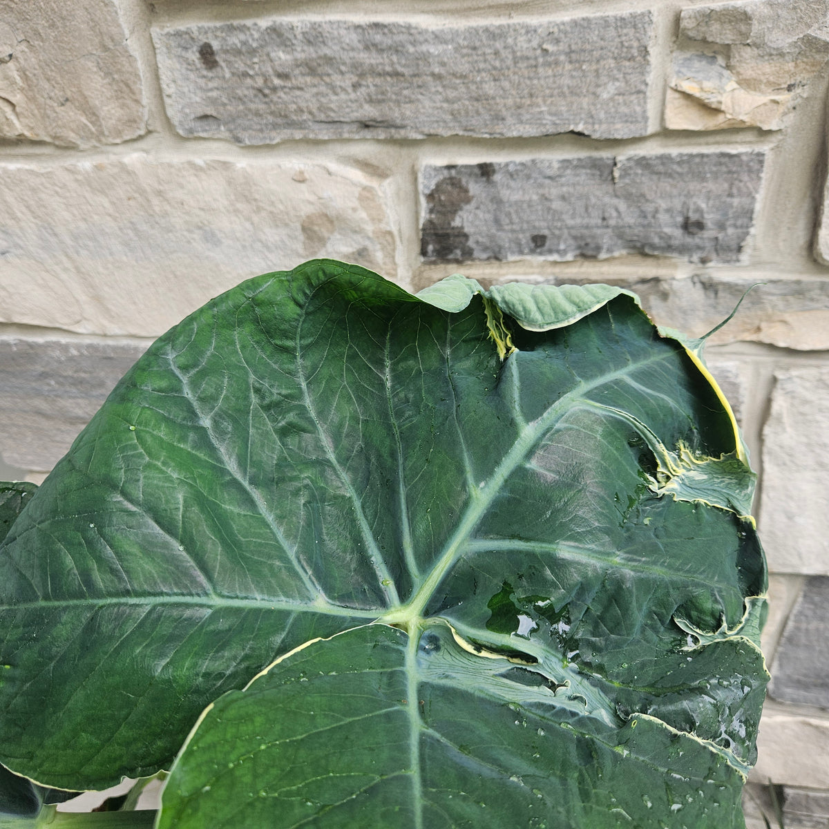 Colocasia - Elephant Ears – Brock Road Nursery Garden Centre & Gift Shoppe