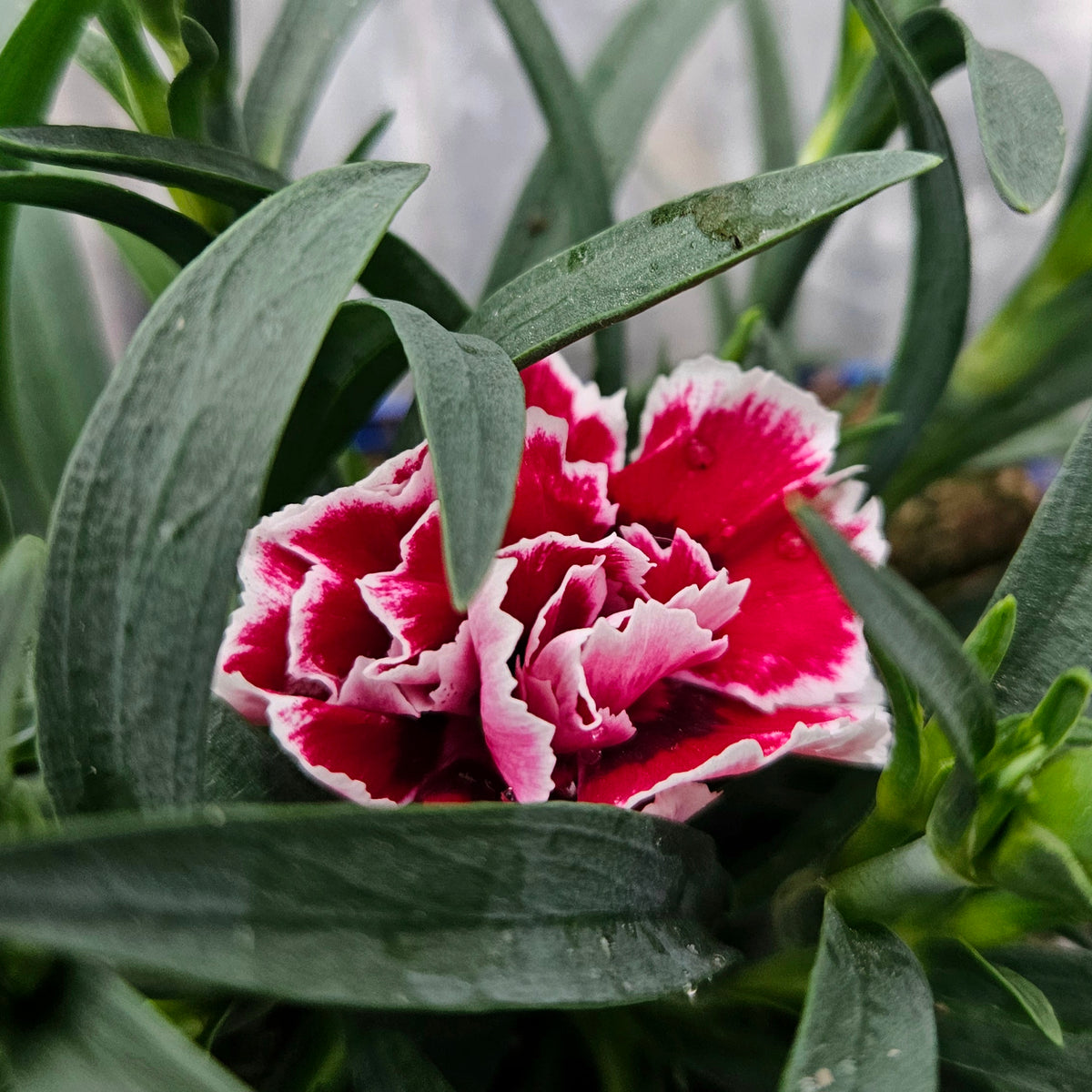 Dianthus caryophyllus Sunflor®Sofia - Sunflor®Sofia Dwarf Hardy Carnat ...