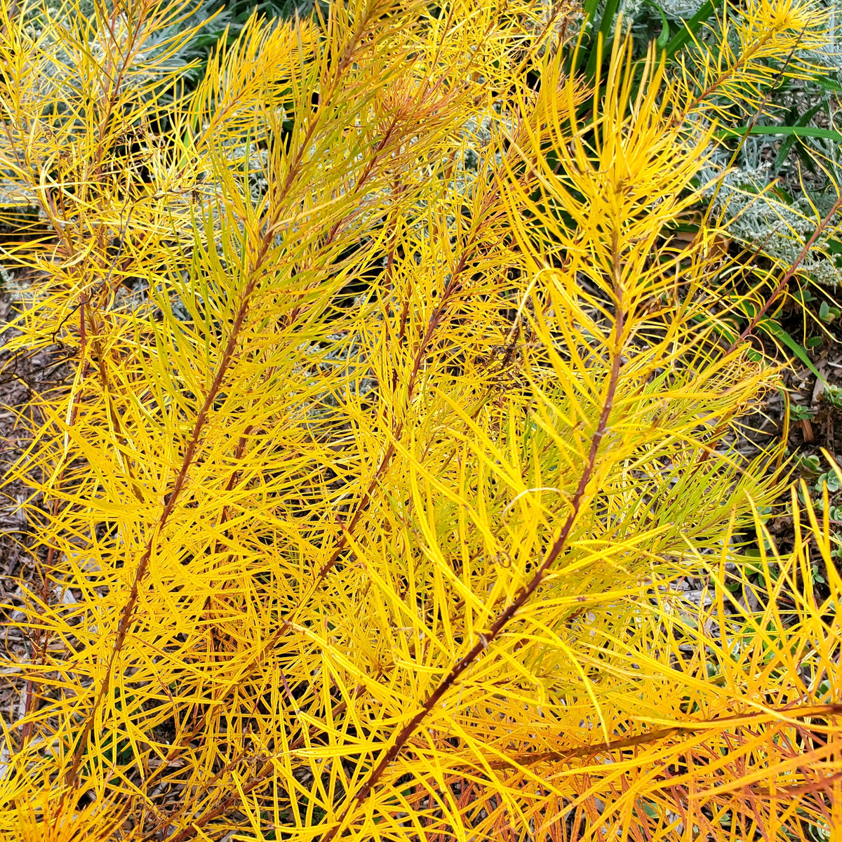 Amsonia hubrichtii - Narrow Leaf Blue Star – Brock Road Nursery Garden ...