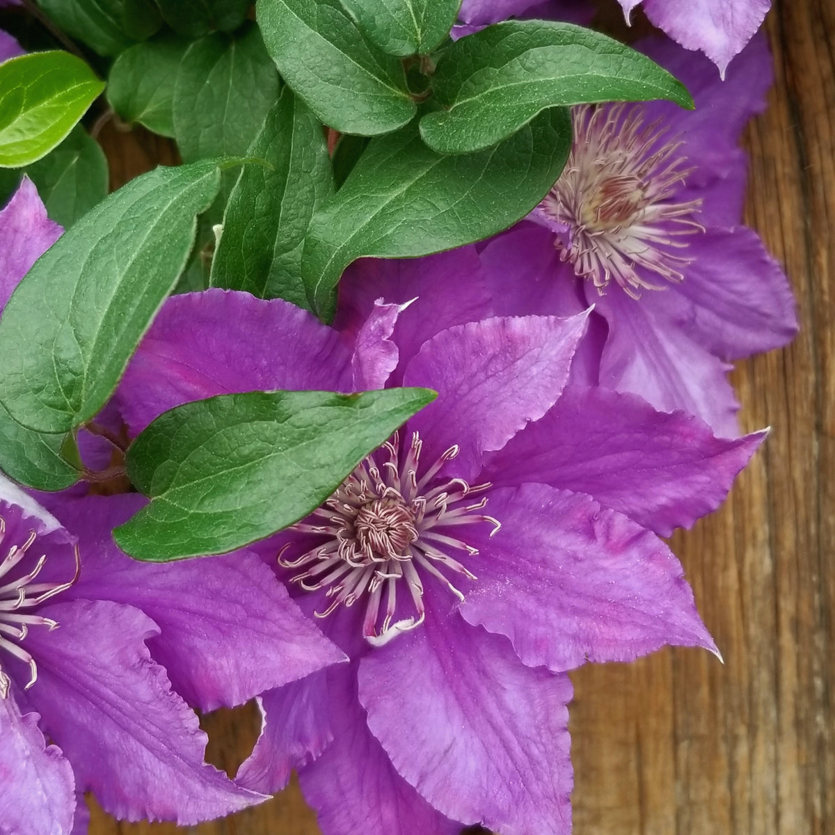 Clematis Bijou - Flora Collection Clematis – Brock Road Nursery Garden ...